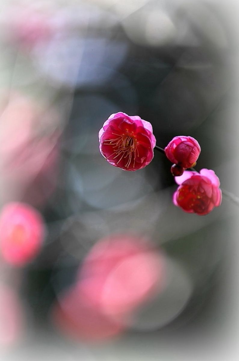 早春のかほり（17 | GANREF