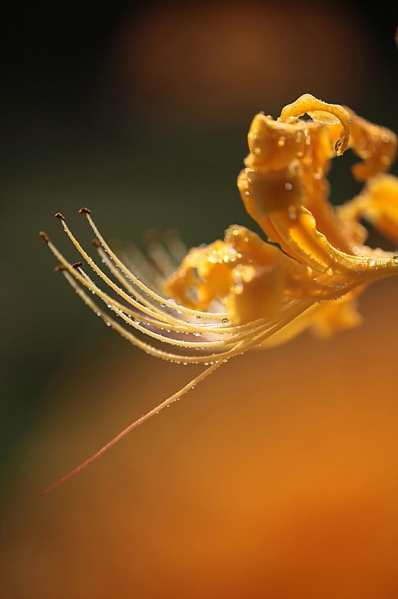 妖艶さではなく華やかさで．．．11 | GANREF