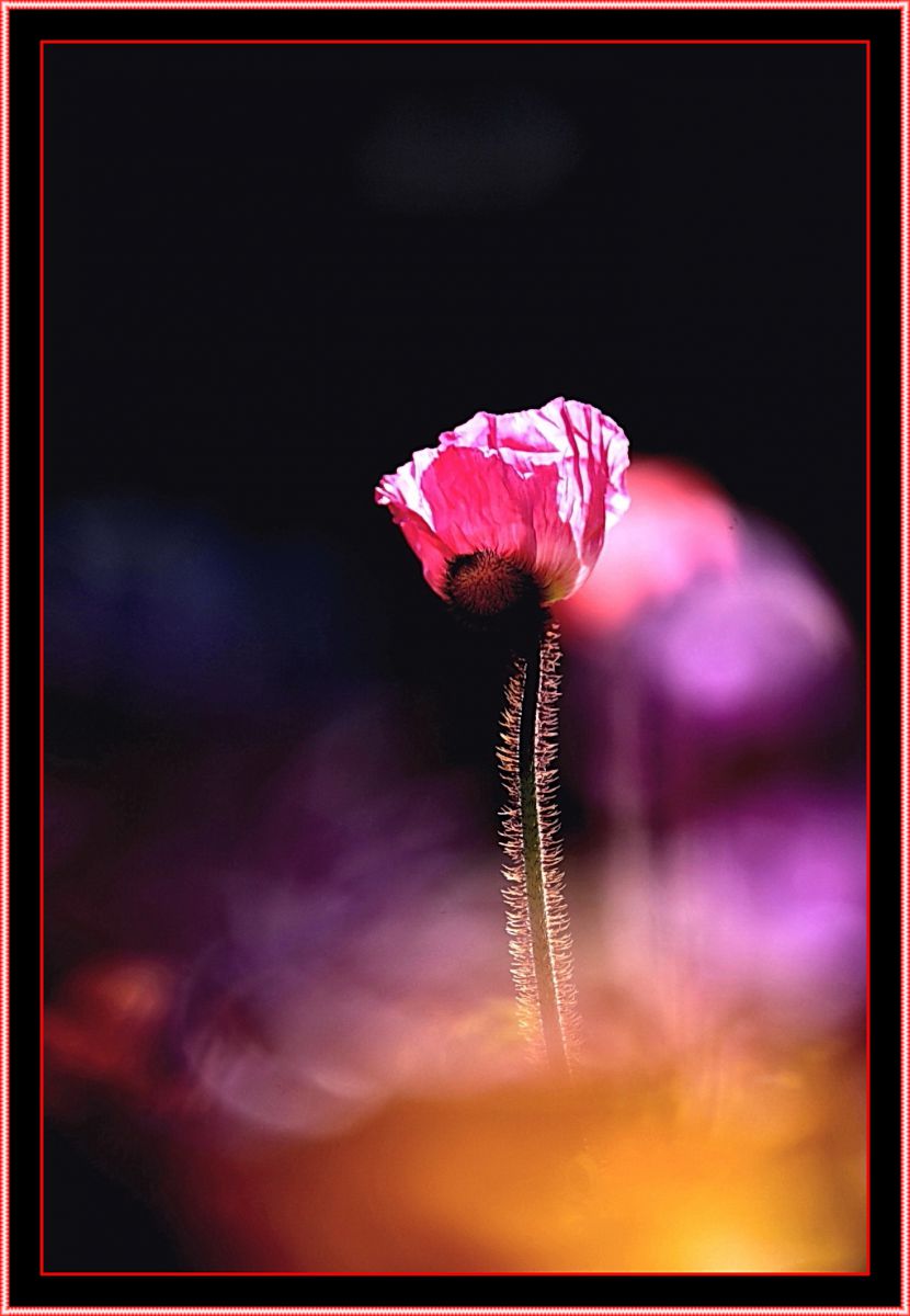 陽ざし・・・9 | GANREF