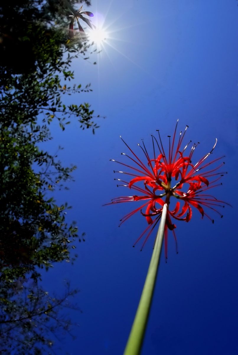 今秋も撮りました24枚の曼殊沙華を・・・（21 | GANREF