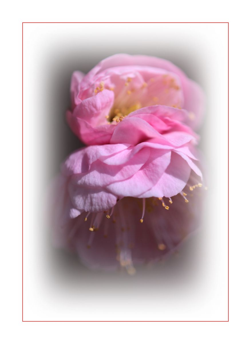 美しき梅の香り（10 | GANREF