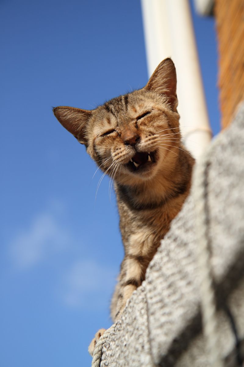 Do, or do not. There is no try. | GANREF