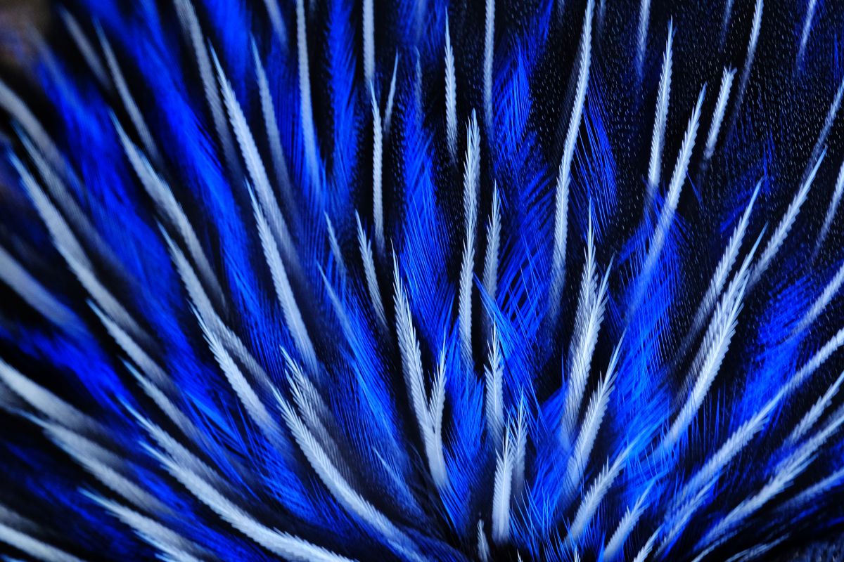 Blue Fier | GANREF