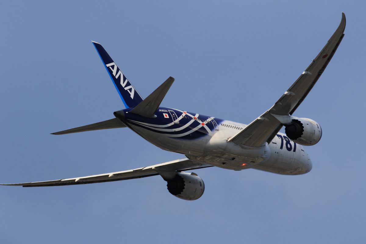 伊丹に鯖柄B8 | GANREF