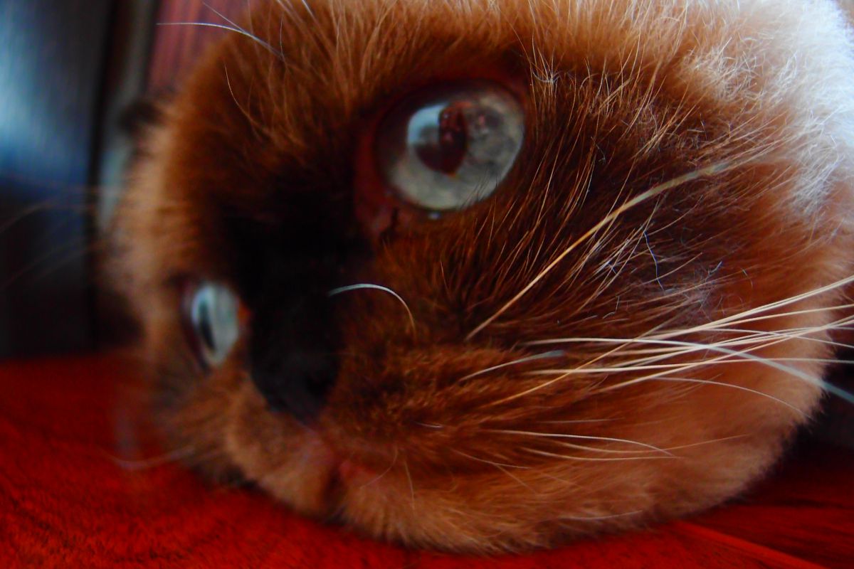 ドラマチックな我が家の猫8 | GANREF