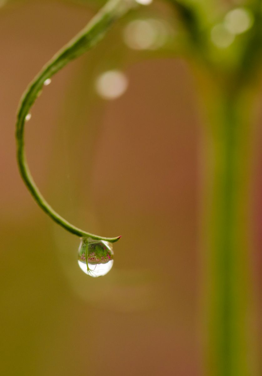 Flower in the drop | GANREF