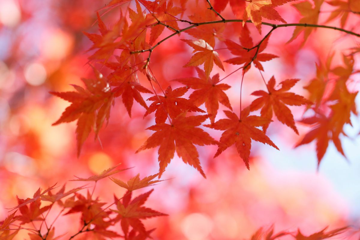 ~Dreaming maple~ | GANREF