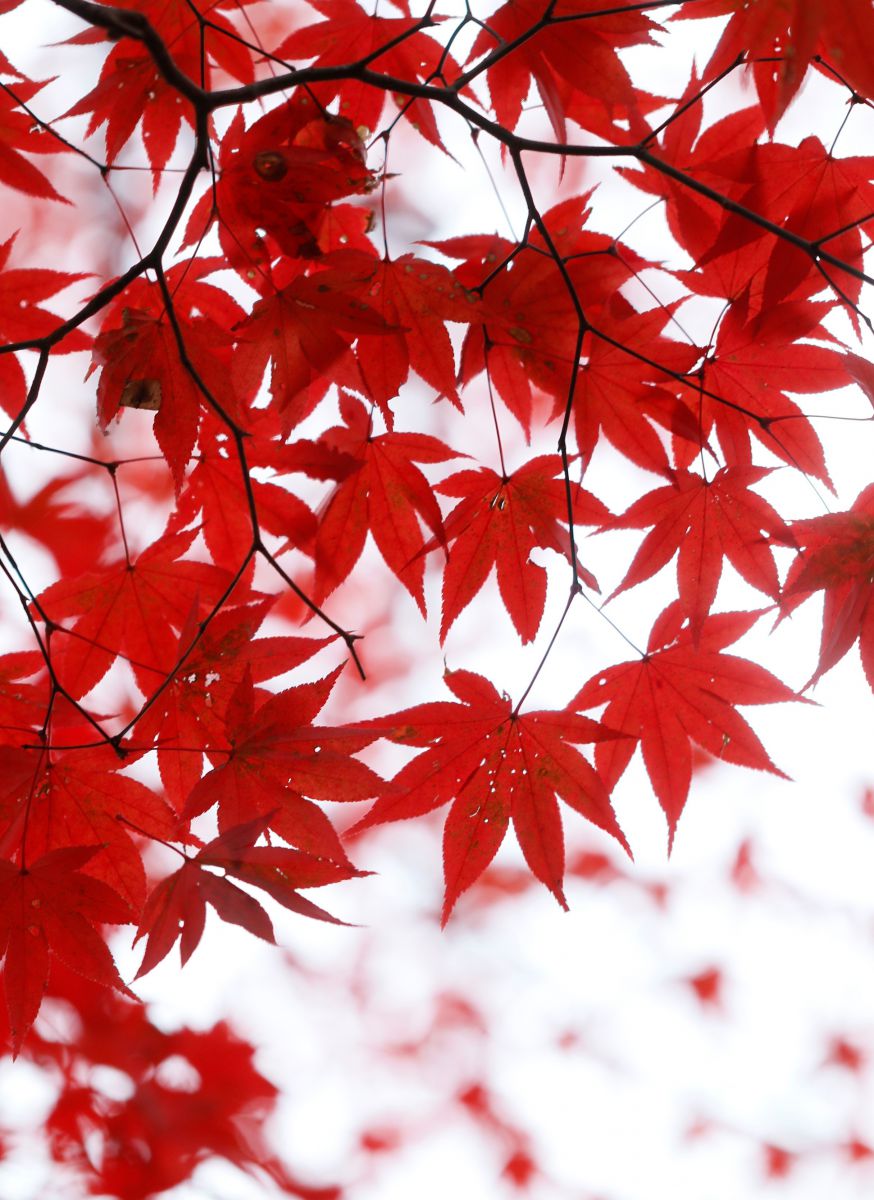 ～Lovely maple~ | GANREF