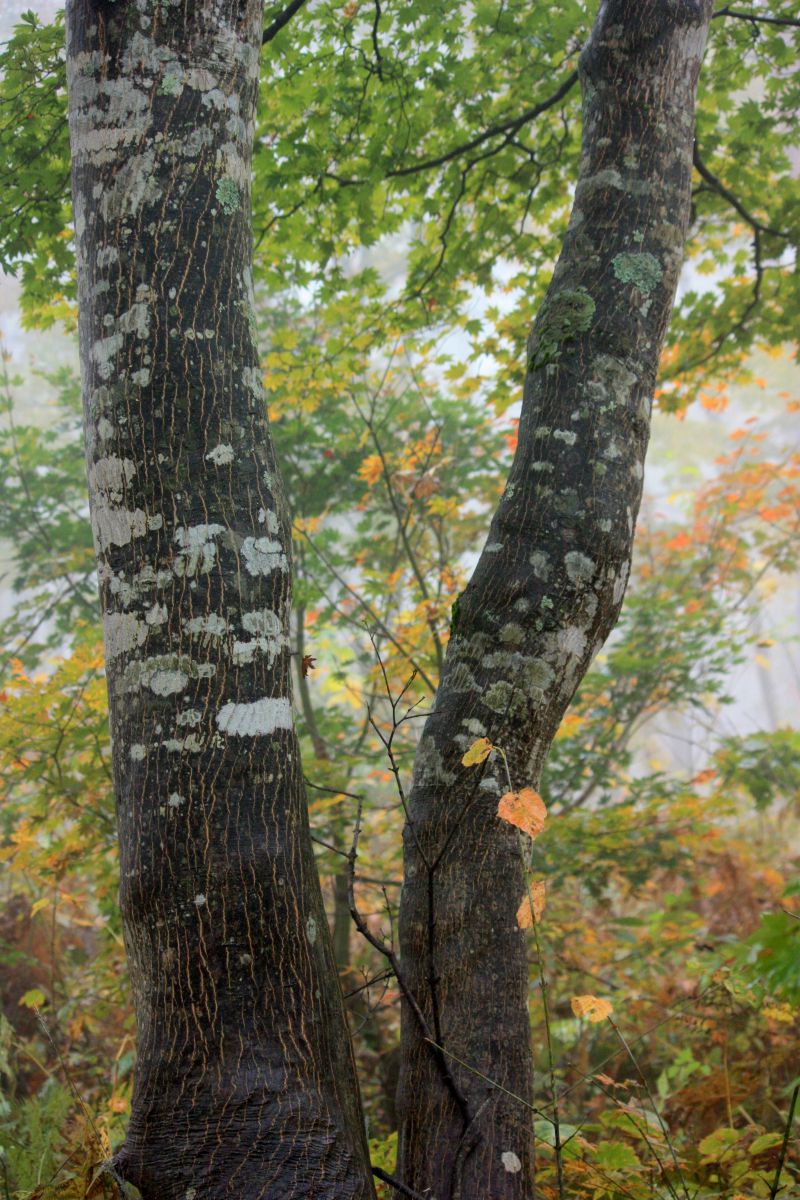 GANREFワークショップ 白樺の詩 | GANREF