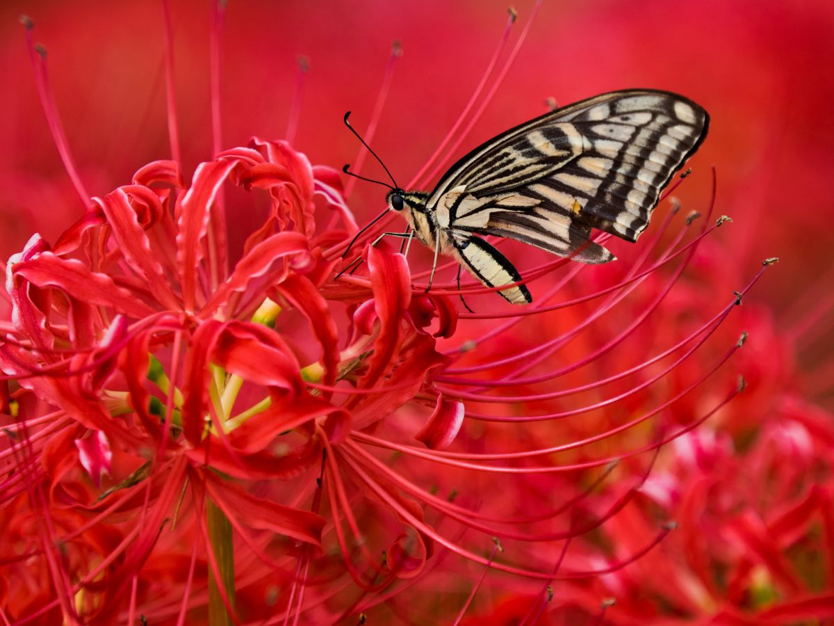 Swallowtail butterfly | GANREF
