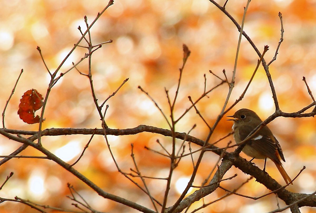 仲よくしてね | GANREF