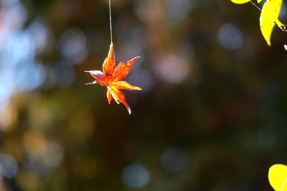 ちょっと一休み | GANREF