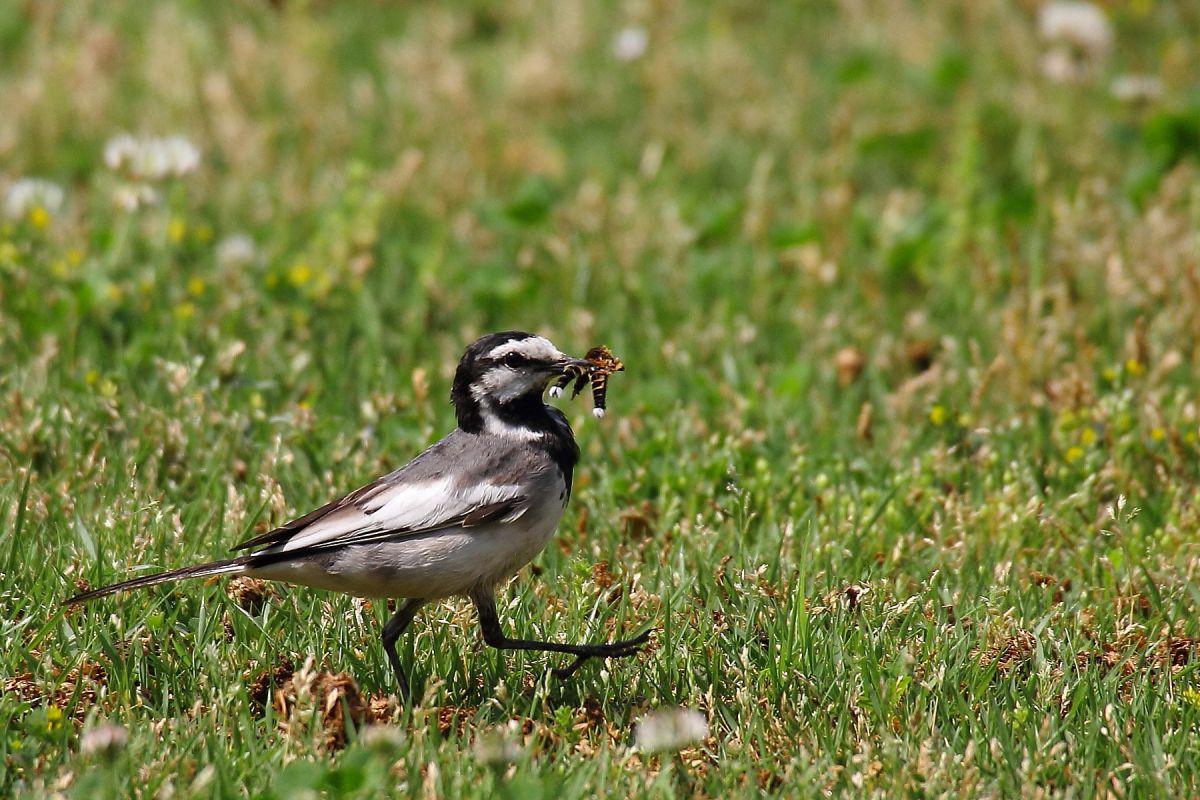 すごいでしょ | GANREF