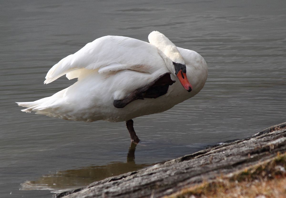 私って何か変？(その2) | GANREF