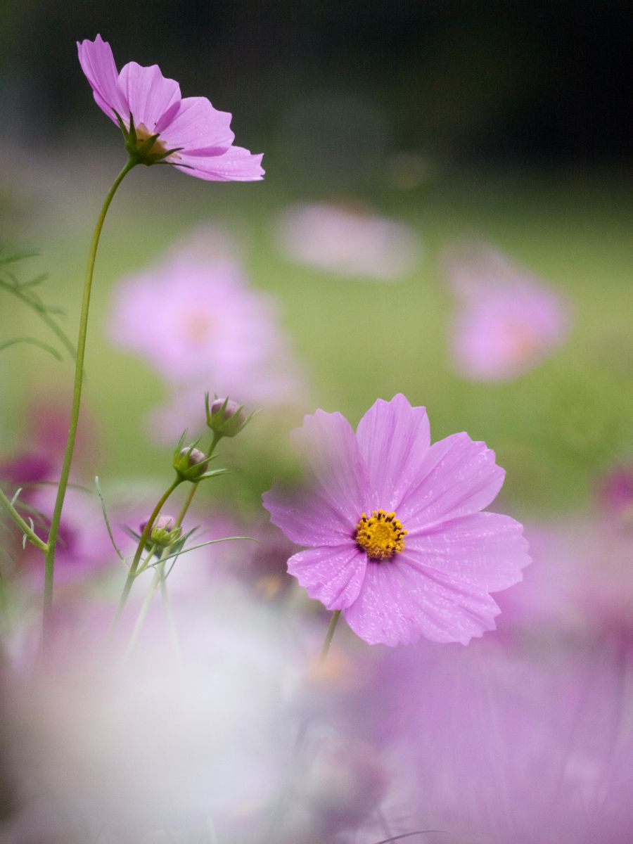 少女の純潔 | GANREF