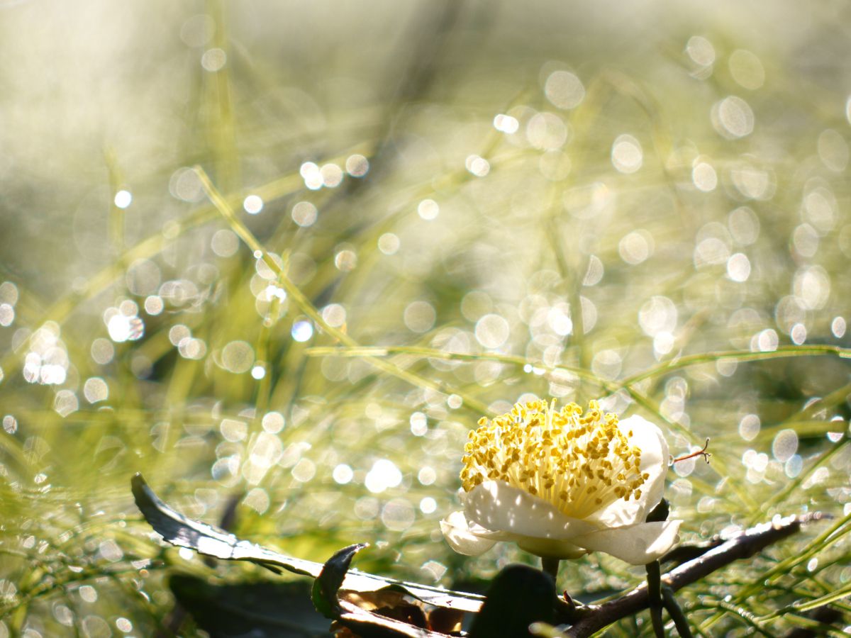 朝露に囲まれて | GANREF