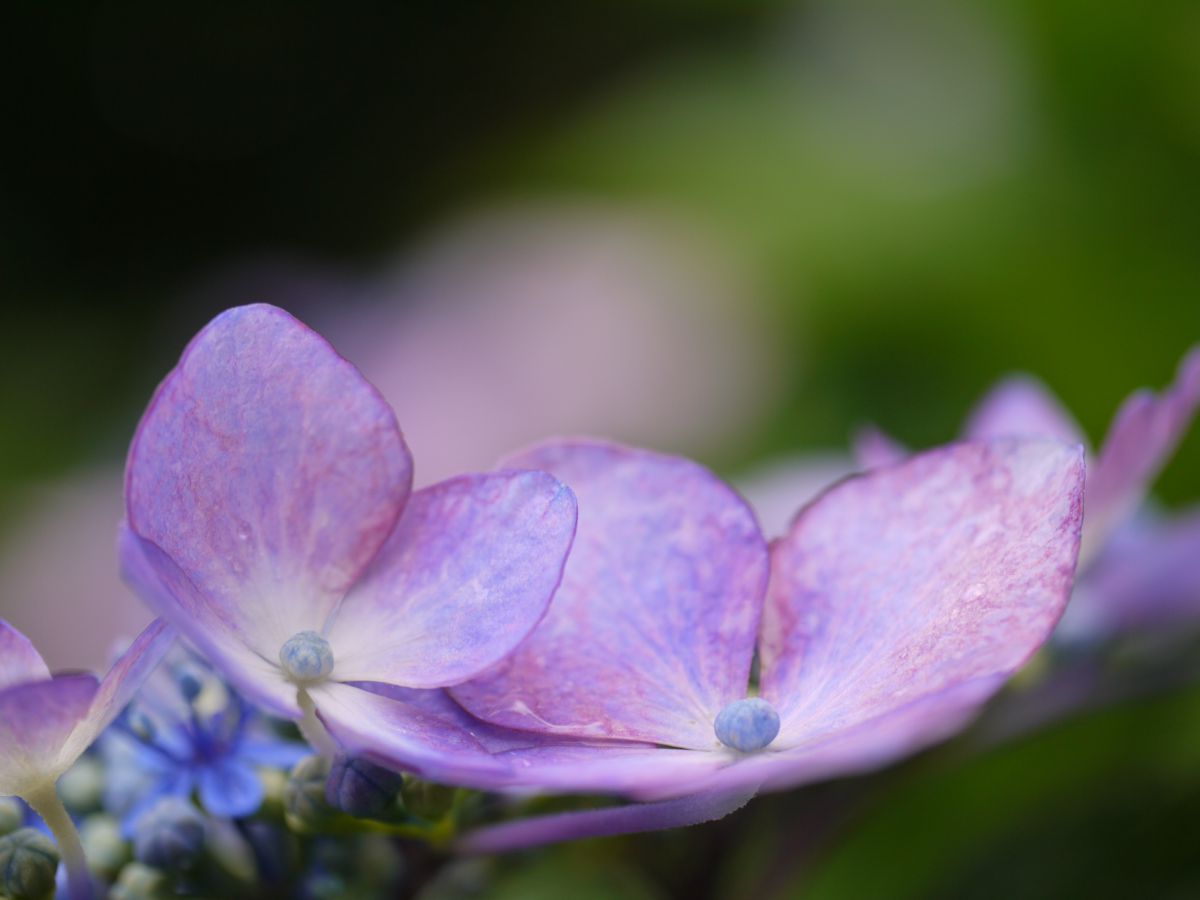 アジサイ（9） | GANREF