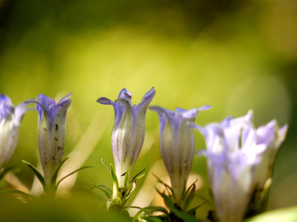 ひっそり秋の中 | GANREF