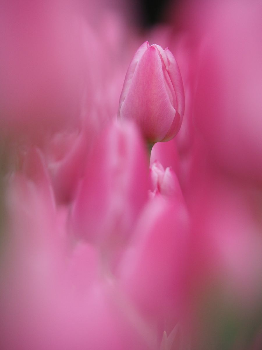 チューリップ（4） | GANREF