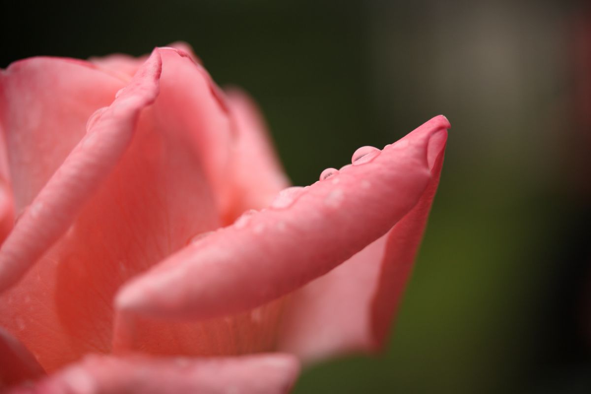 ばら -20- | GANREF