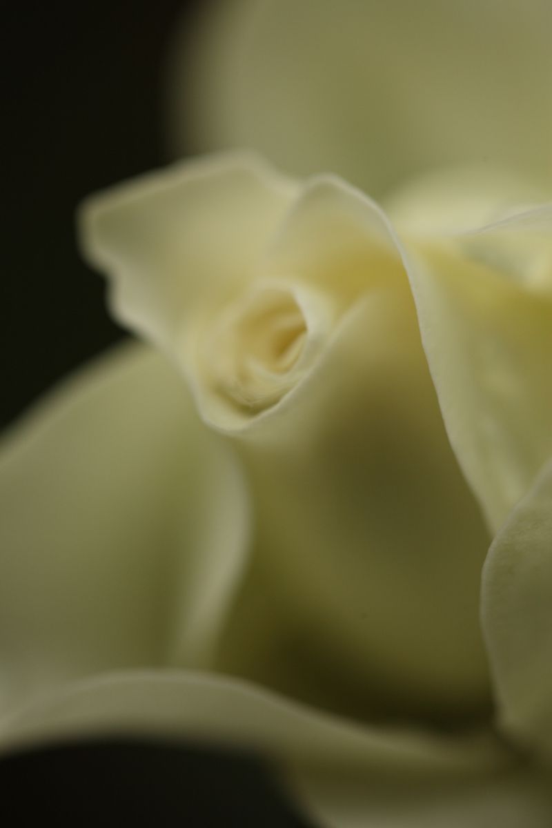 ばら -25- | GANREF