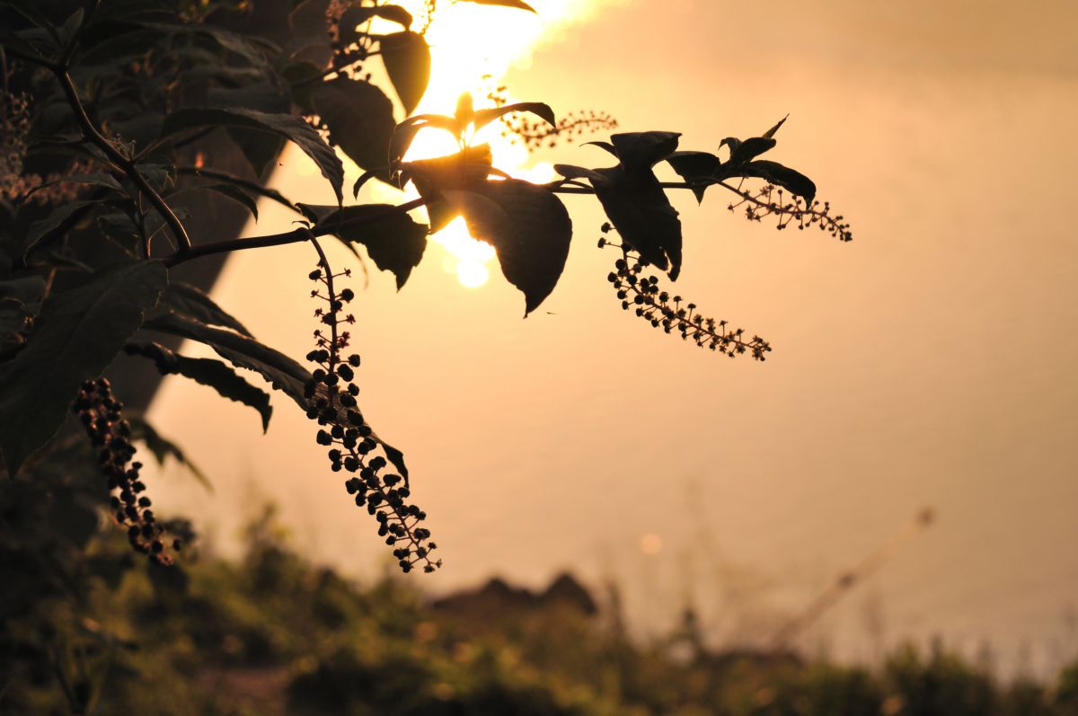 optical paths | GANREF