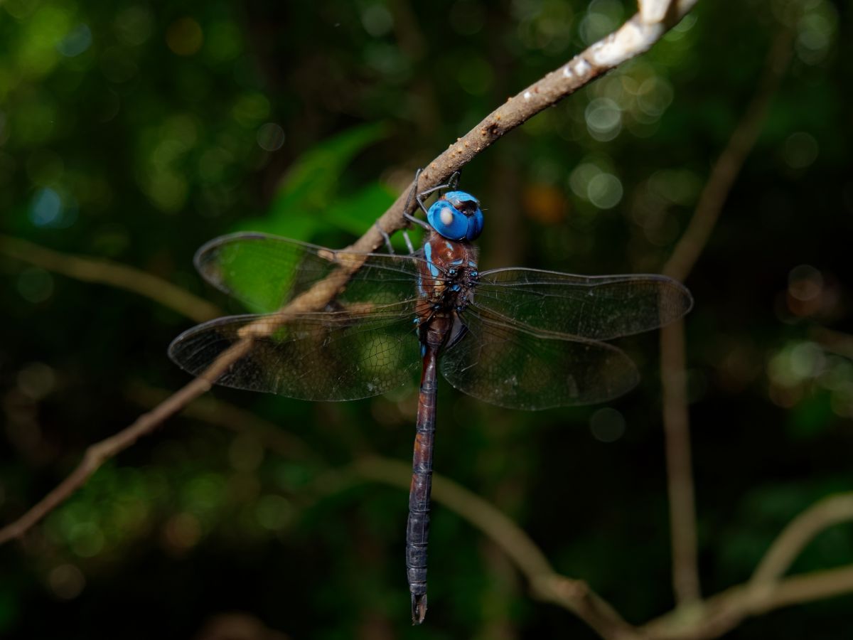 今年も懲りずにLED | GANREF