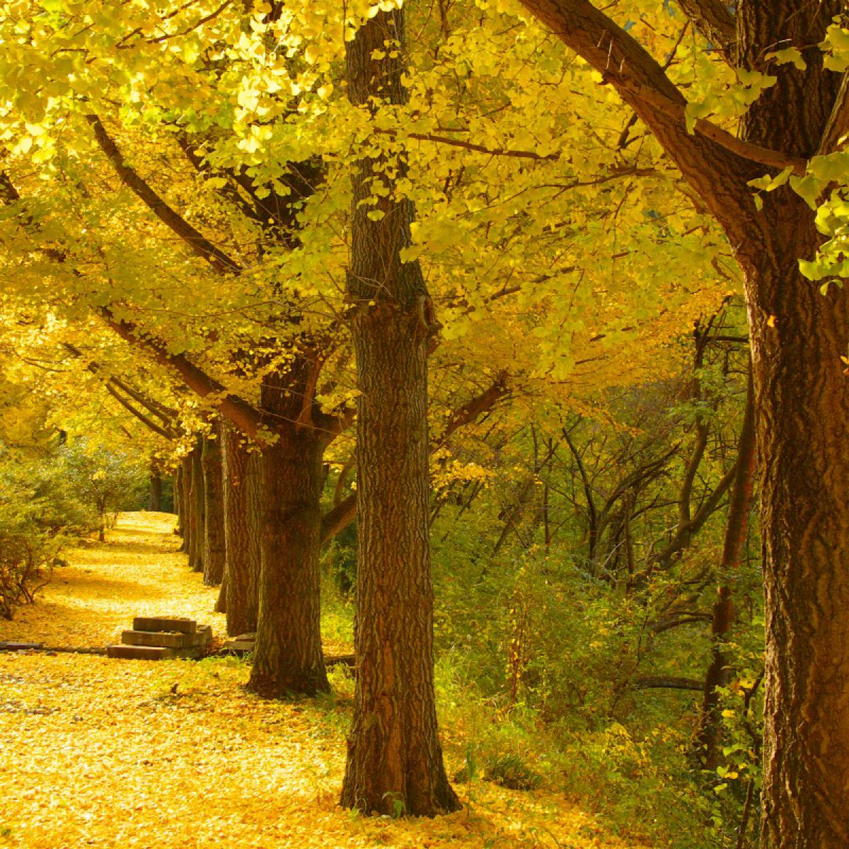 yellow trees | GANREF