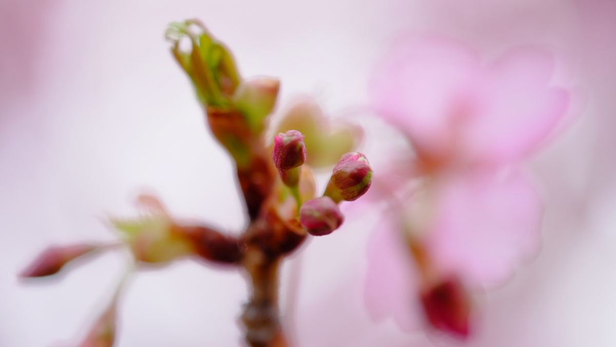 DSCF1824.JPG | GANREF