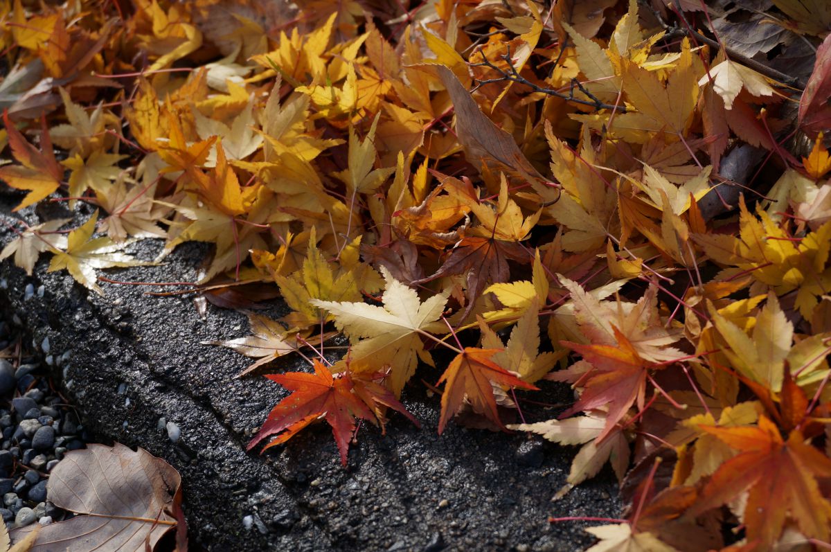 SONY NEX-6 ファーストインプレッション | GANREF