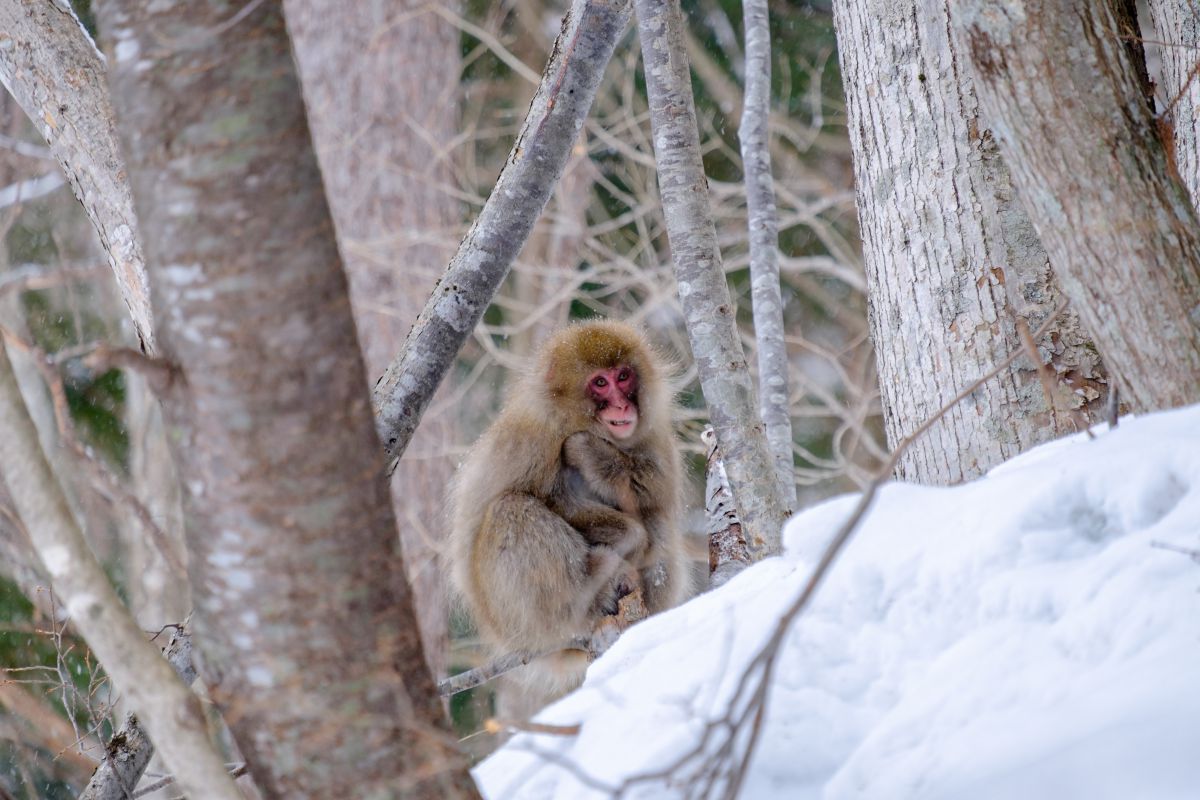 Snow monkey | GANREF