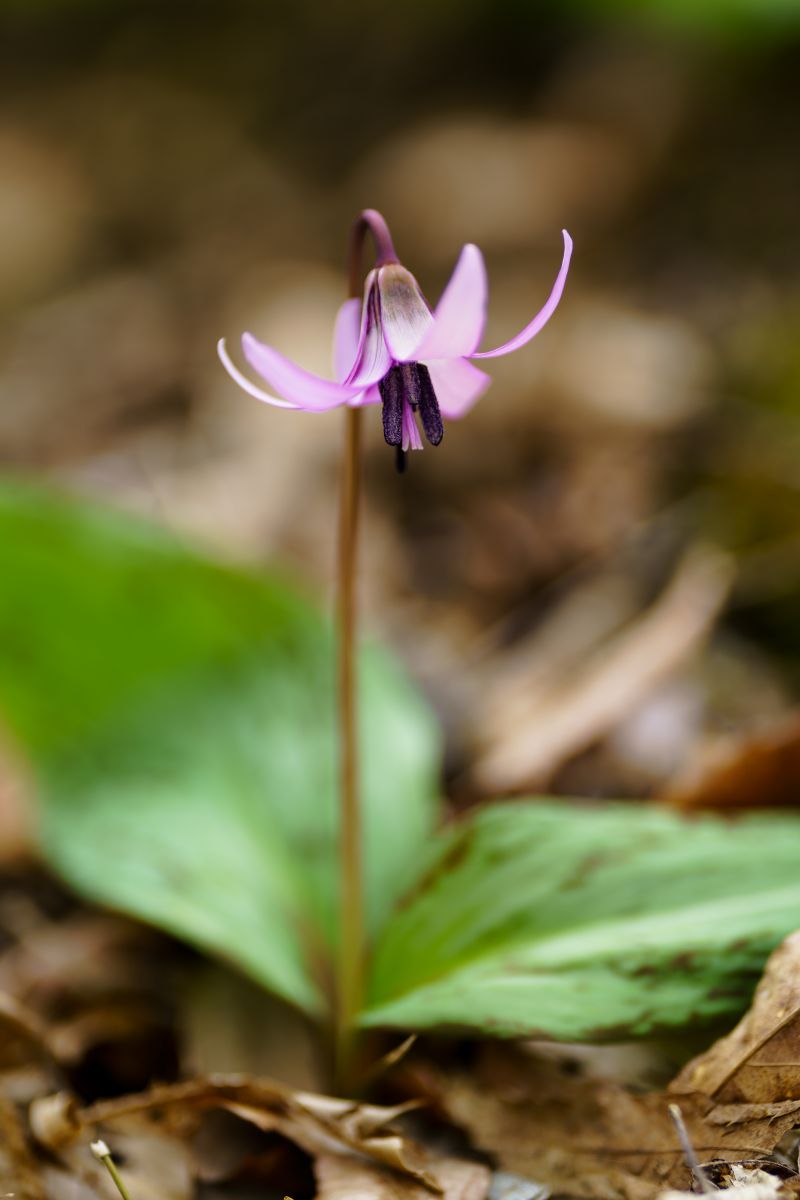 Spring ephemeral | GANREF