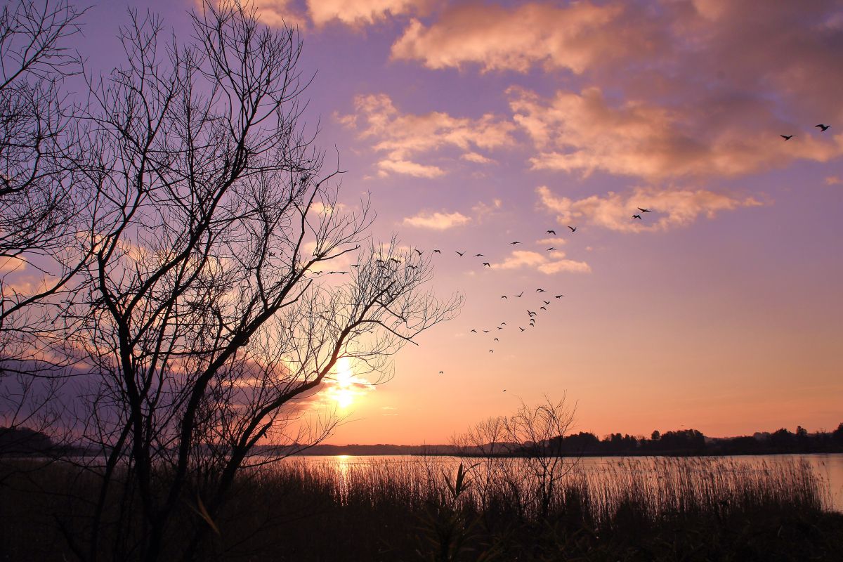 breaking Dawn | GANREF