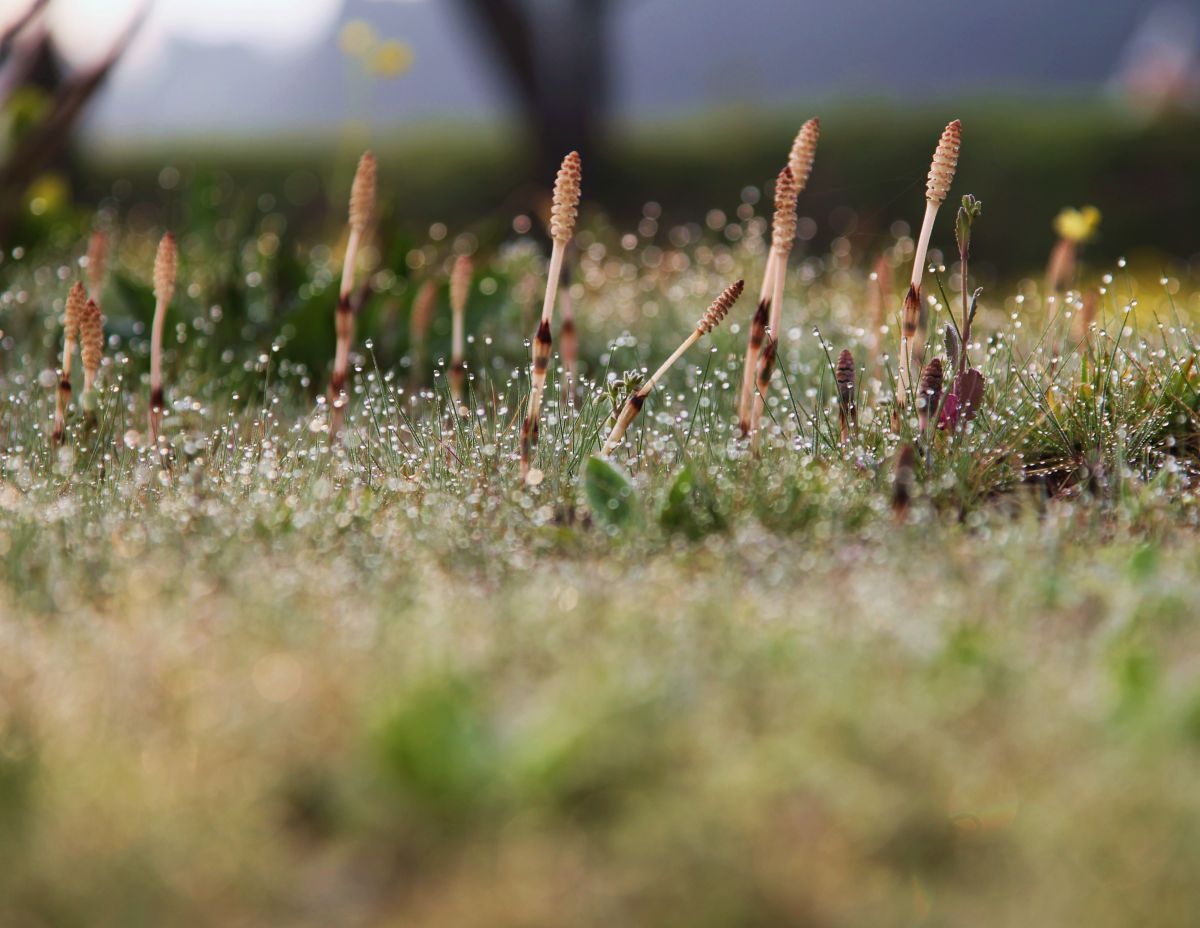 俺達のフィールド ディフェンス | GANREF