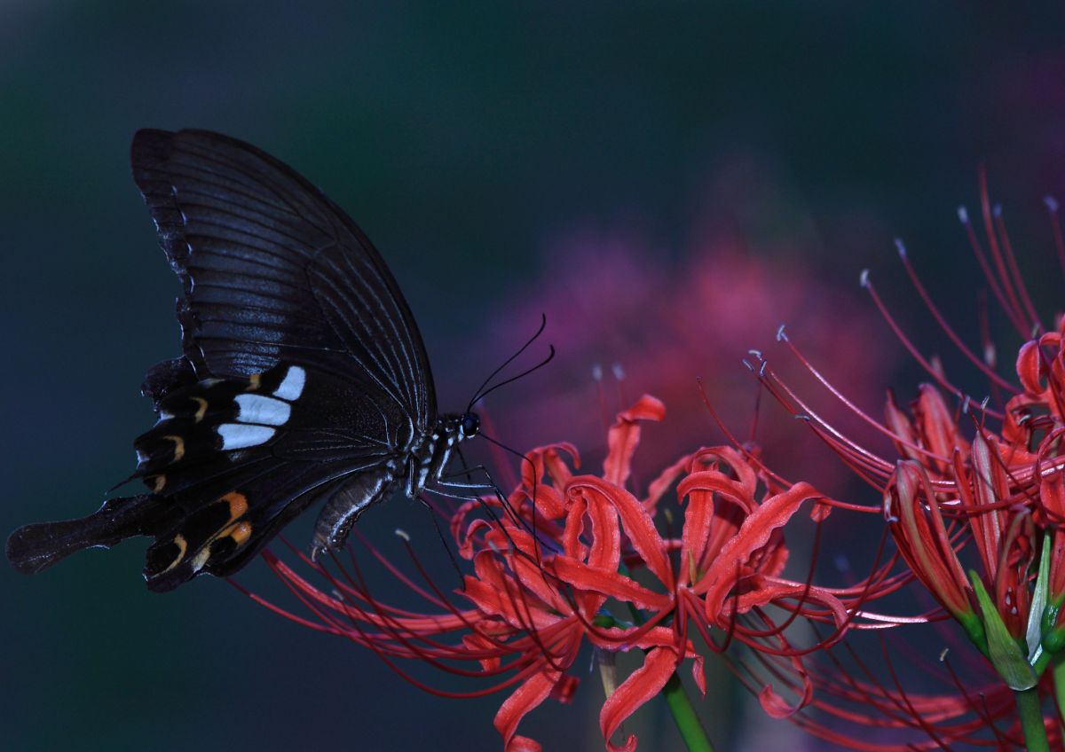 艶紅の誘惑 | GANREF