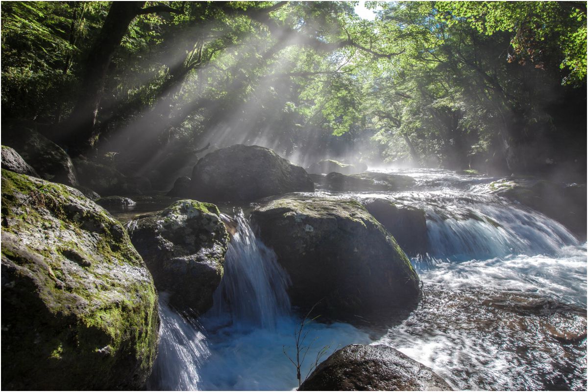 Forest Love Song | GANREF