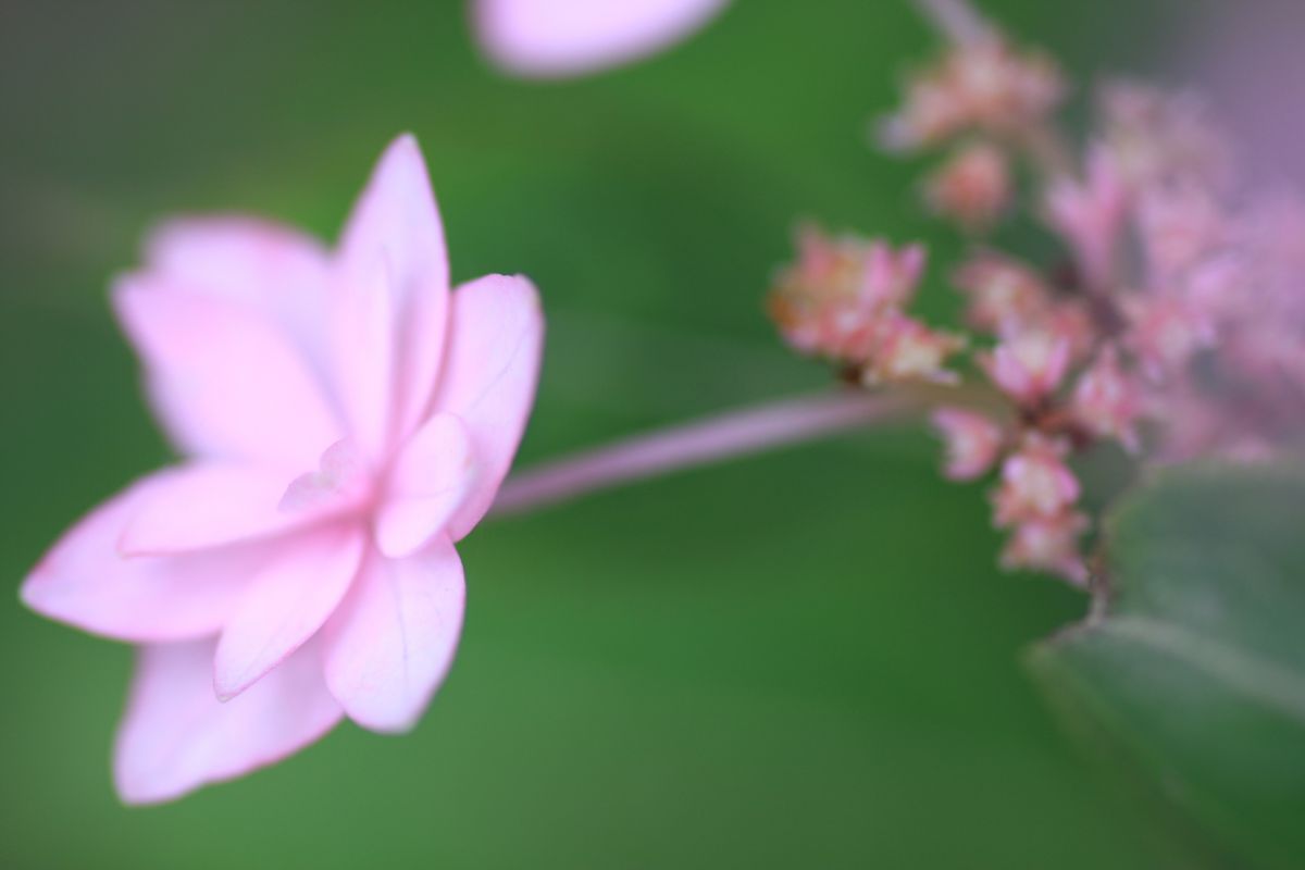 あじさい3 | GANREF