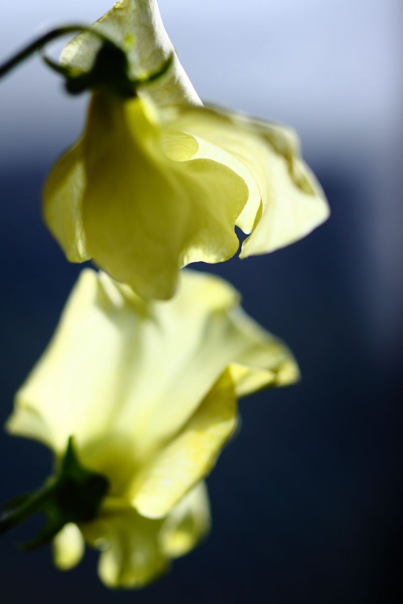 Bitter&Sweet. | GANREF