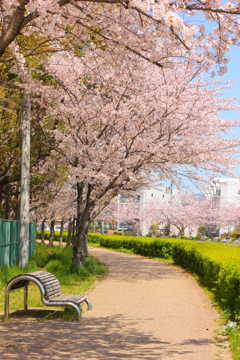 桜とベンチ | GANREF