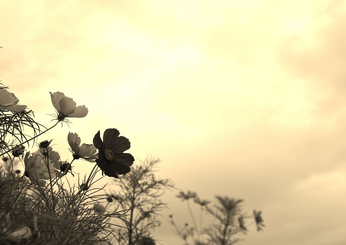 -Over The Cloud- | GANREF