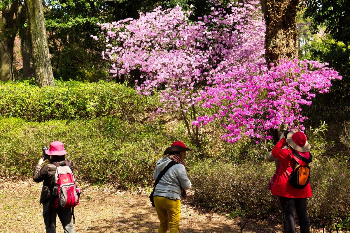 Three of the hat | GANREF