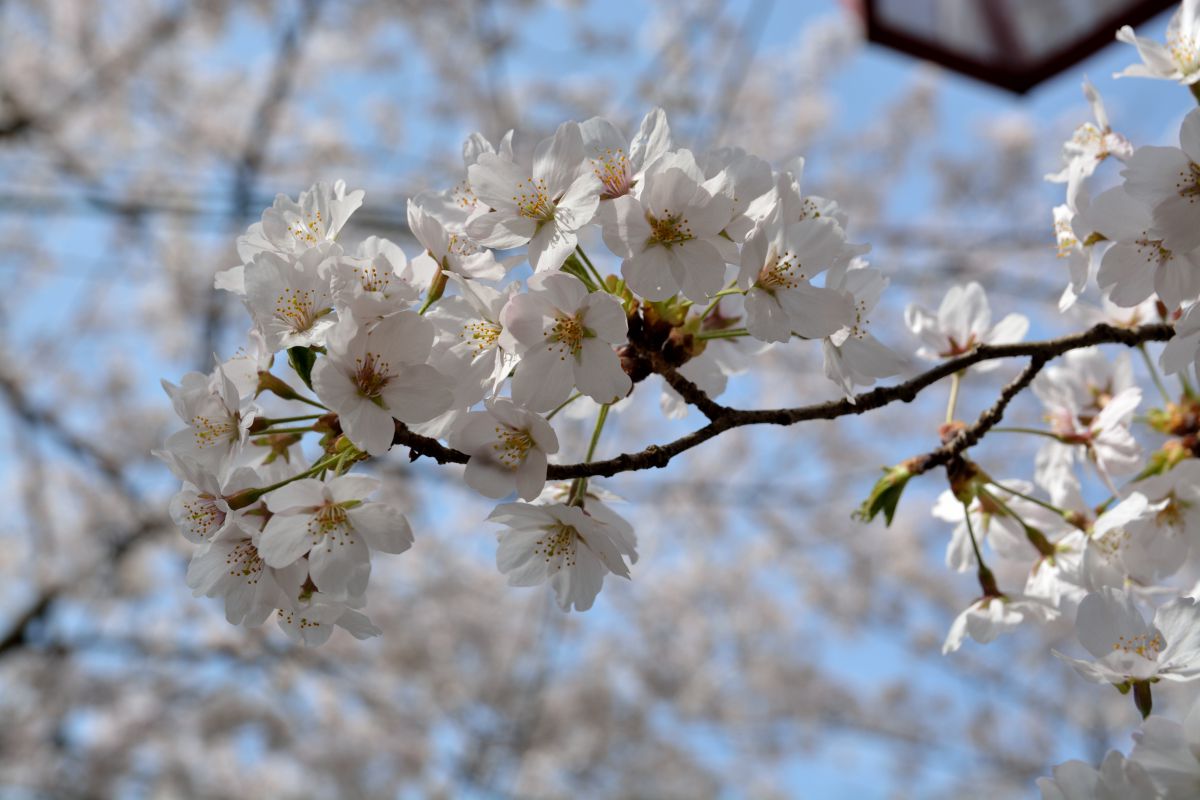 cherry blossom | GANREF