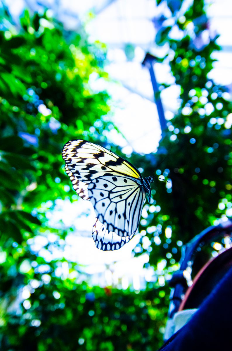 Come on! Let's dance! | GANREF