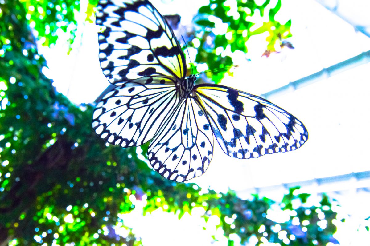 Rice Paper Butterfly GANREF rice-paper-butterfly-ganref