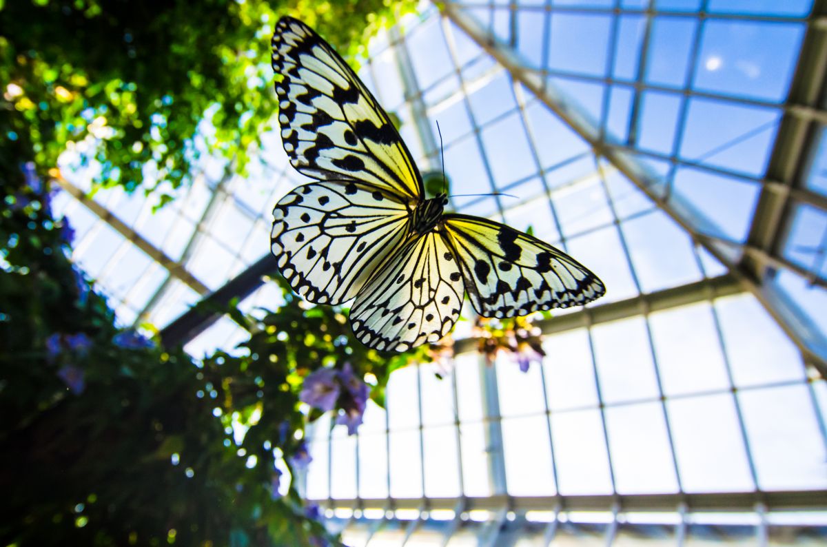 Fly higher! | GANREF