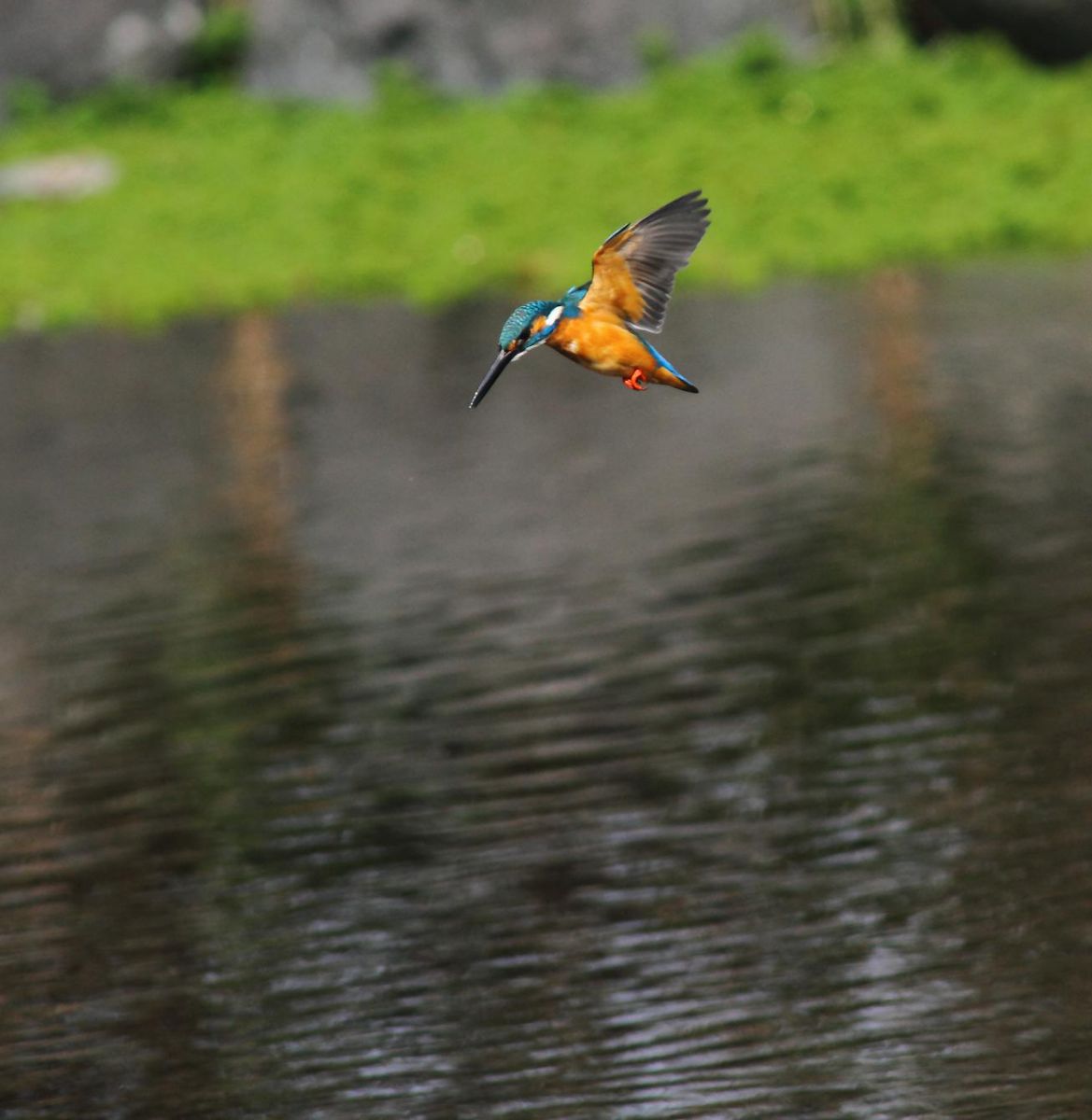 飛び込み | GANREF