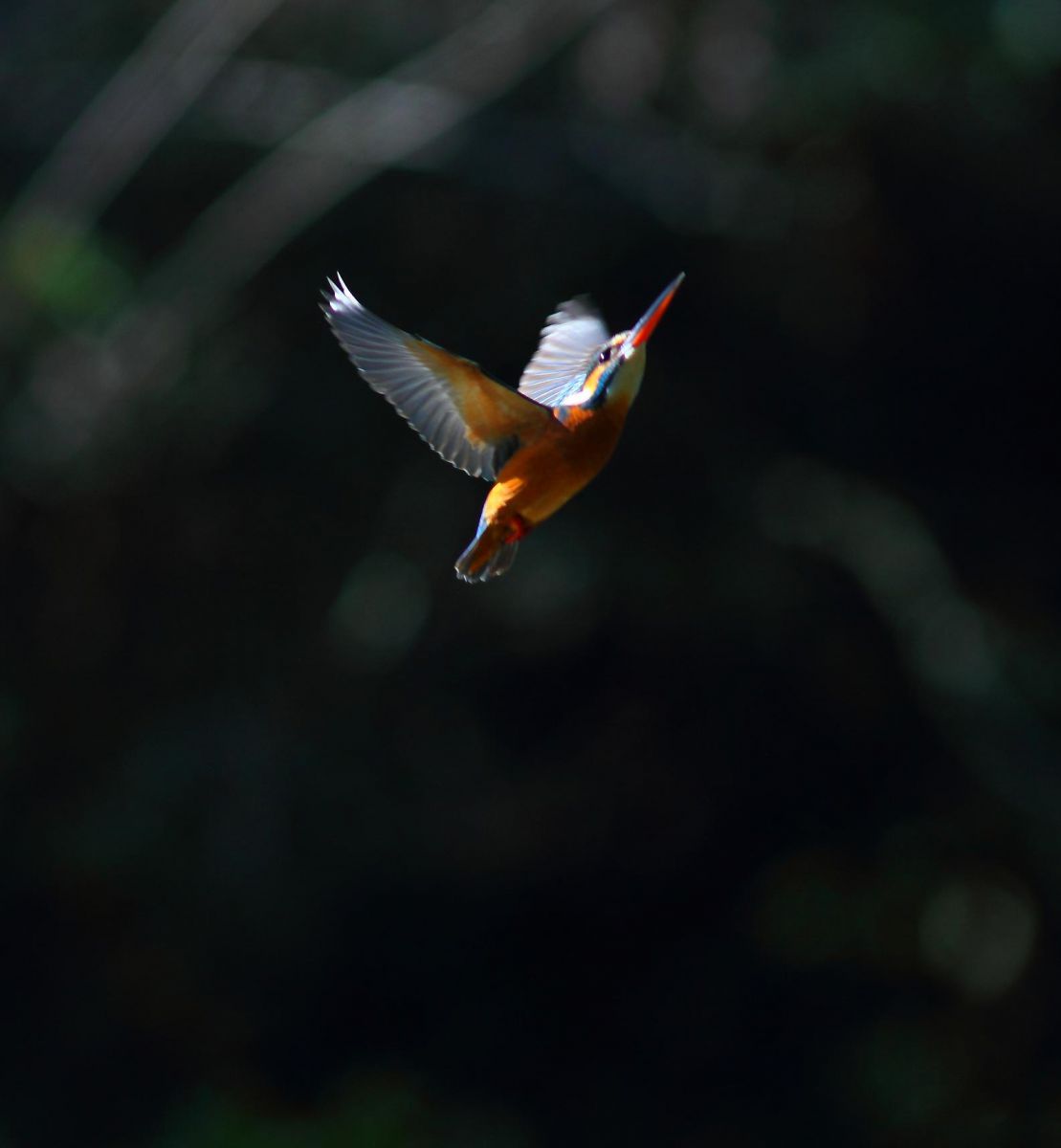 上昇中 A | GANREF