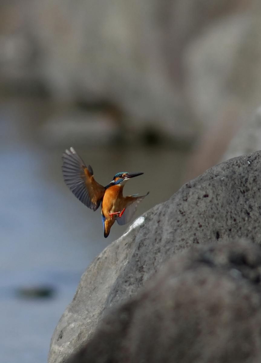 おっとと・・・ | GANREF