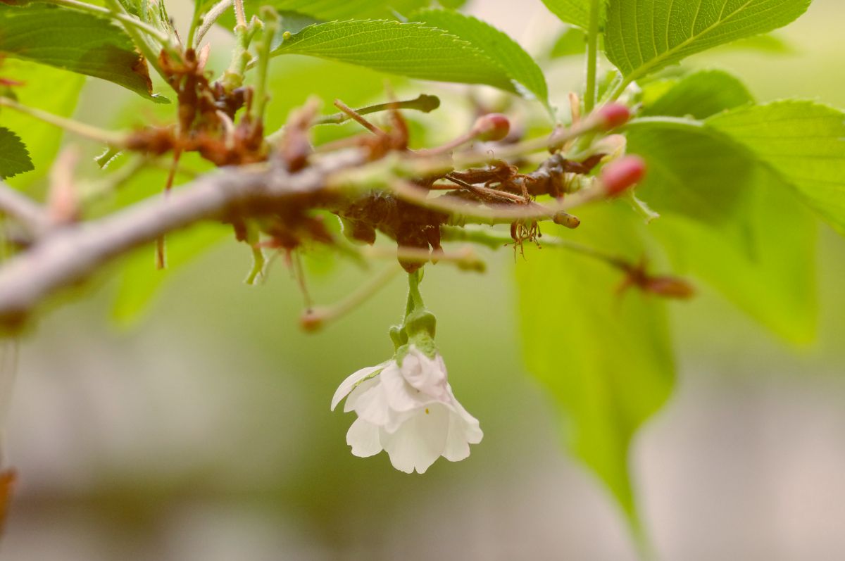 Last Cherry... | GANREF