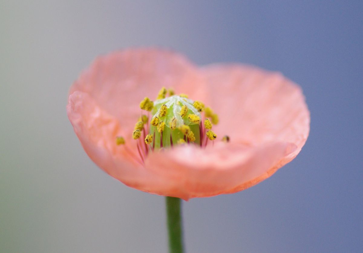 Fairy Dance | GANREF